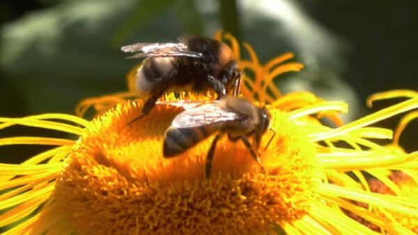 Rødliste bekræfter: Mangel på blomster og levesteder truer bierne ... Rødliste bekræfter: Mangel på blomster og levesteder truer bierne ...